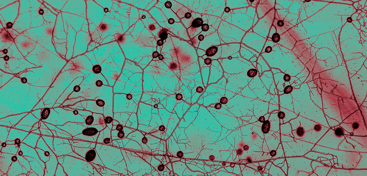 New global research maps underground fungal infrastructure for the ...