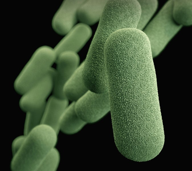 Bacteria use behavioural diversity to adapt to their environment ...