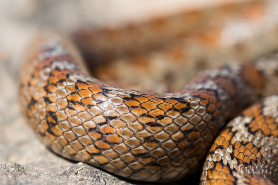 New understanding of snake venom offers opportunities for better ...