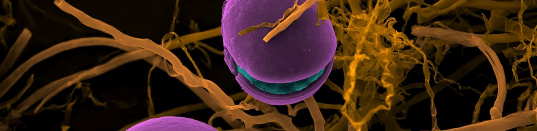 Plant-soil-microbe interactions - Vrije Universiteit Amsterdam
