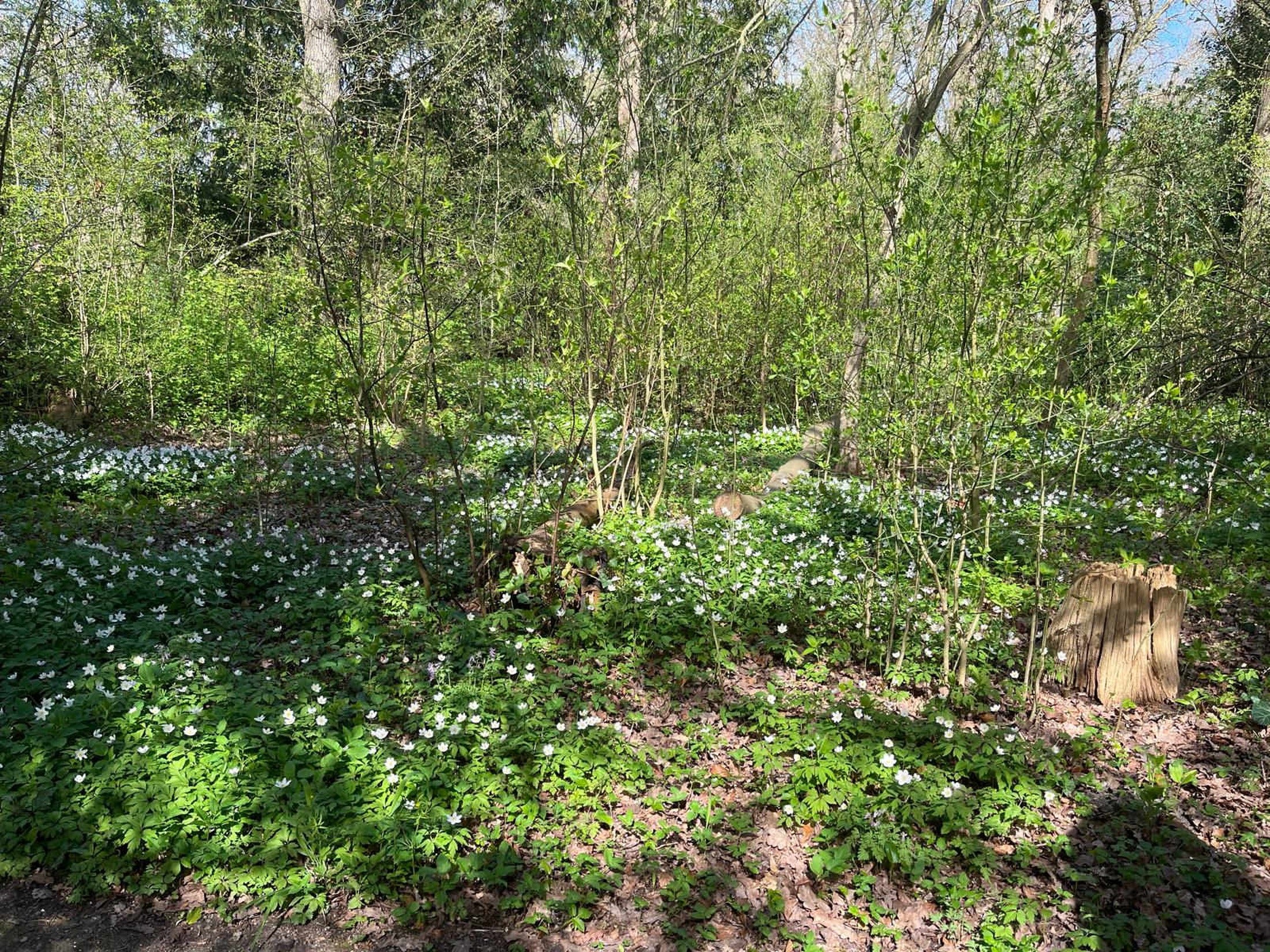 ASI Research Cluster Nature-Based Pedagogy - Vrije Universiteit Amsterdam