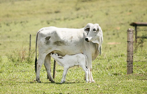 Comportamento das vacas de cria nos pós-parto