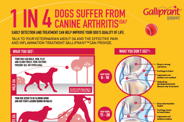 Is Galliprant Safe For Dogs With Kidney Disease