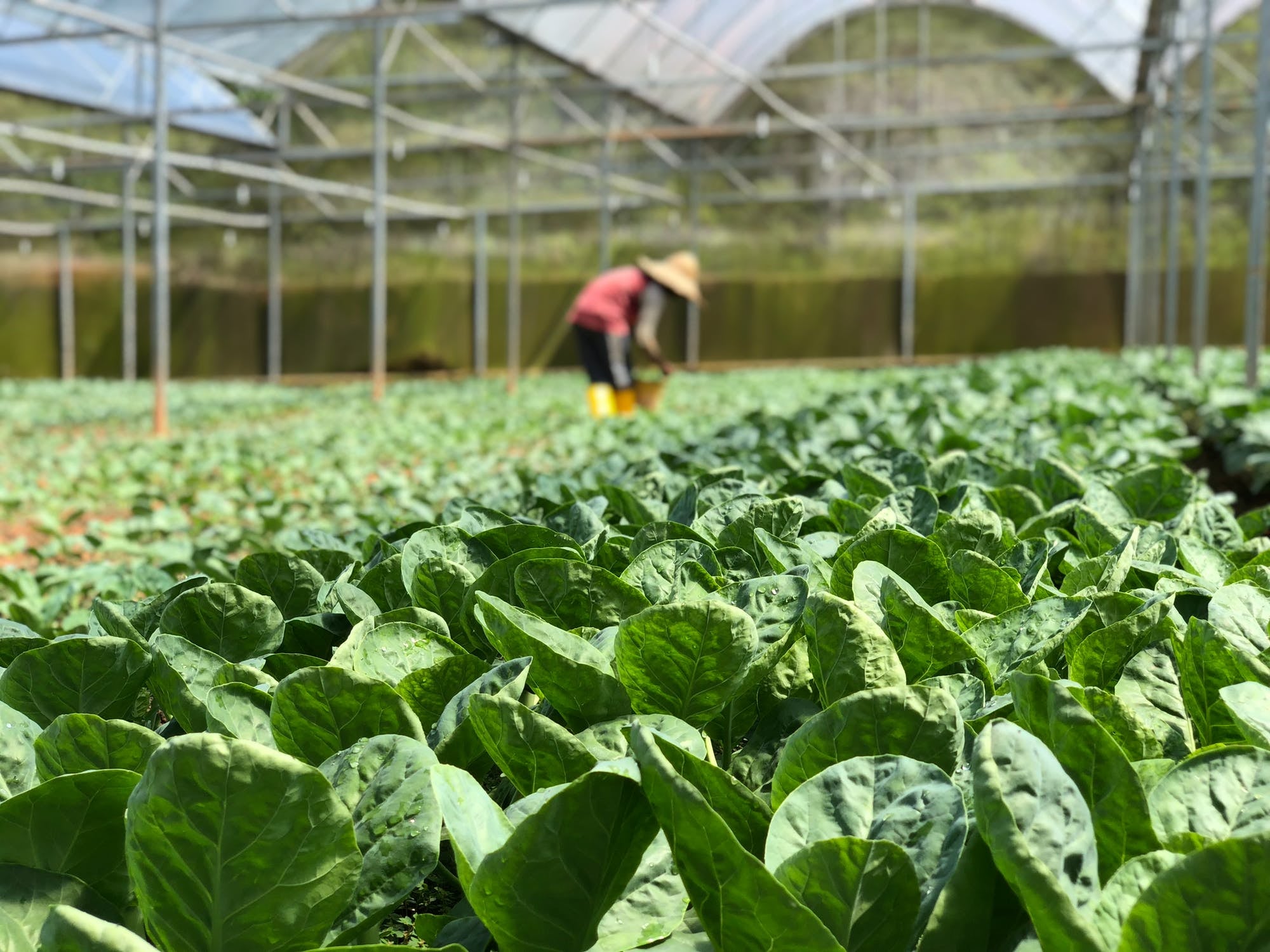 A new path to recruit foreign horticulture workers into Australia